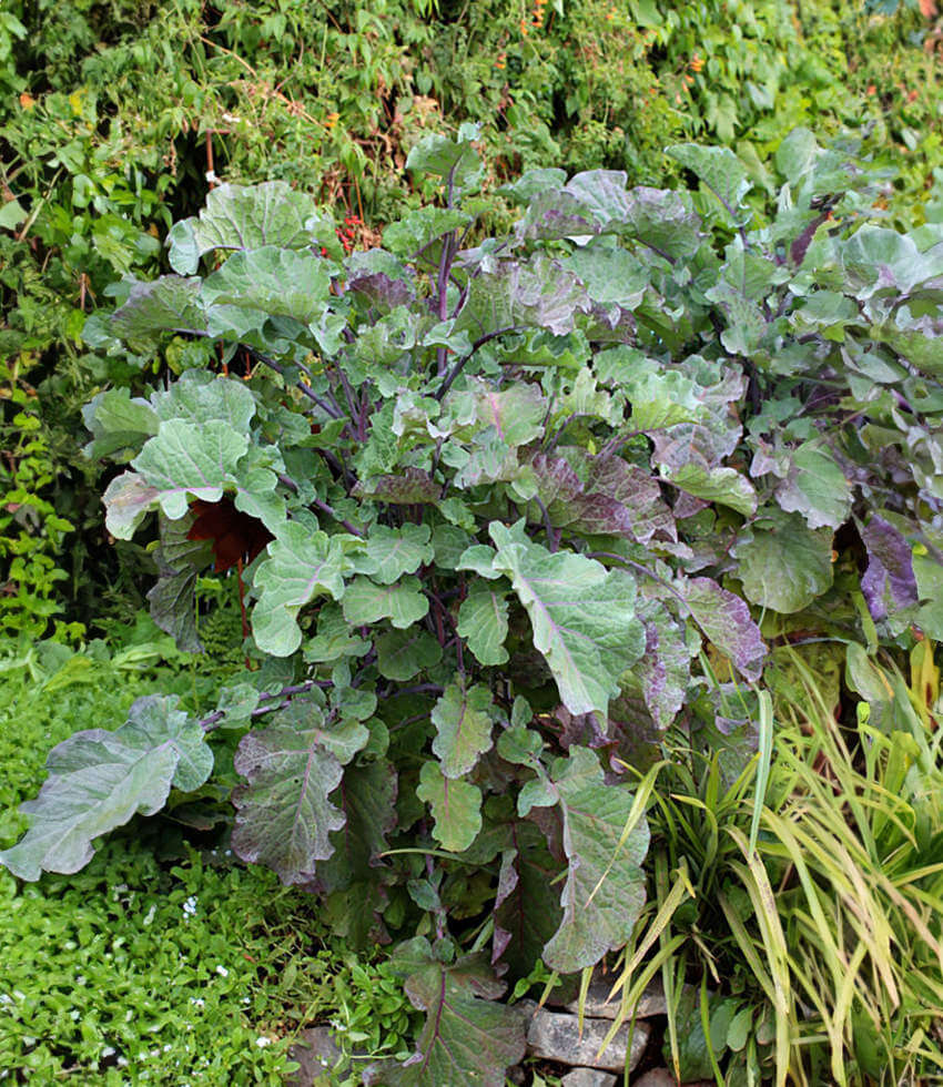 Kale, Richmond's Pride, Purple Tree Collard - Annies Annuals