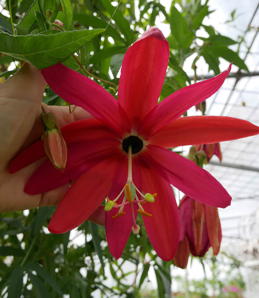 Passiflora parritae x antioquiensis, Mission Dolores - Annies Annuals