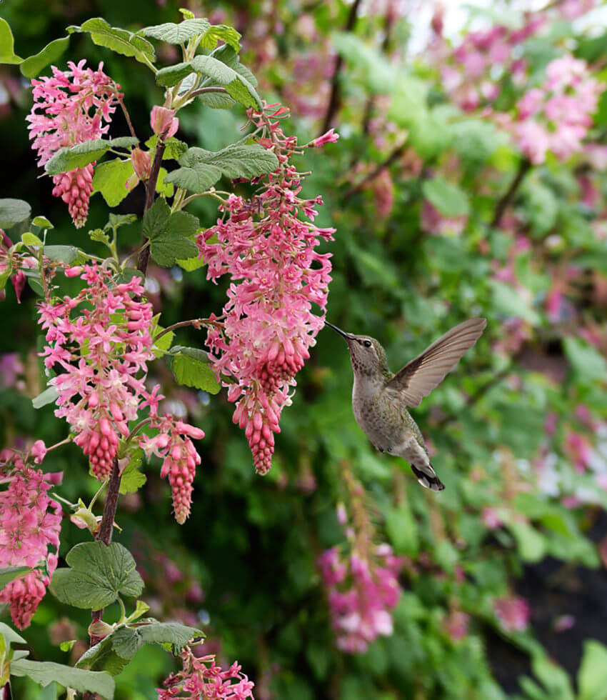 Ribes sanguineum, Claremont, Flowering Currant - Annies Annuals
