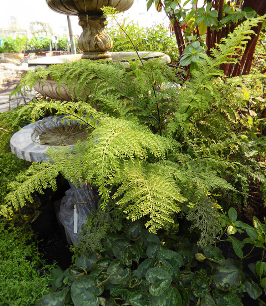 Fern, Giant Chain Fern - Buy Online at Annies Annuals