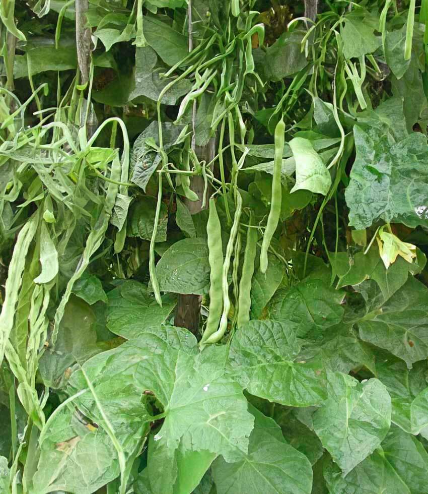 Bean: 6-pack, Helda - Buy Online at Annies Annuals