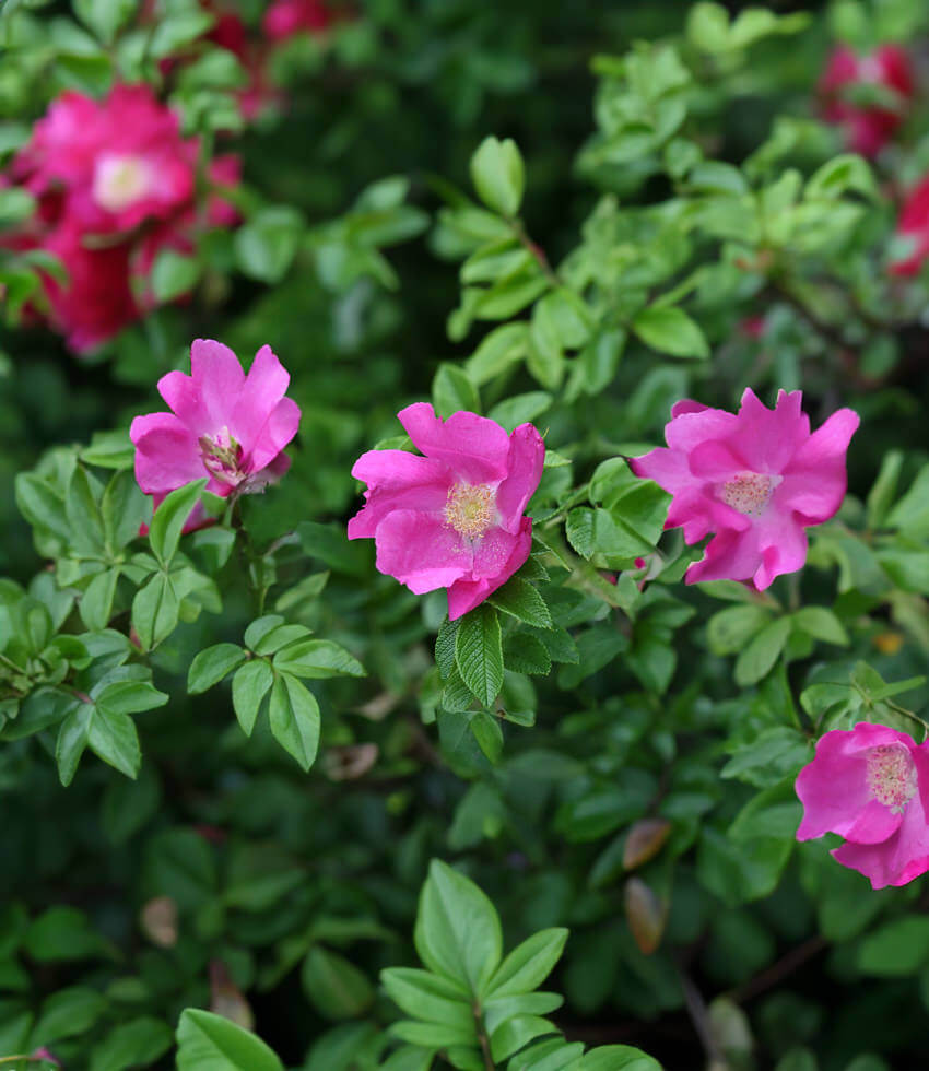 Rosa rugosa var. rubra - Buy Online at Annies Annuals