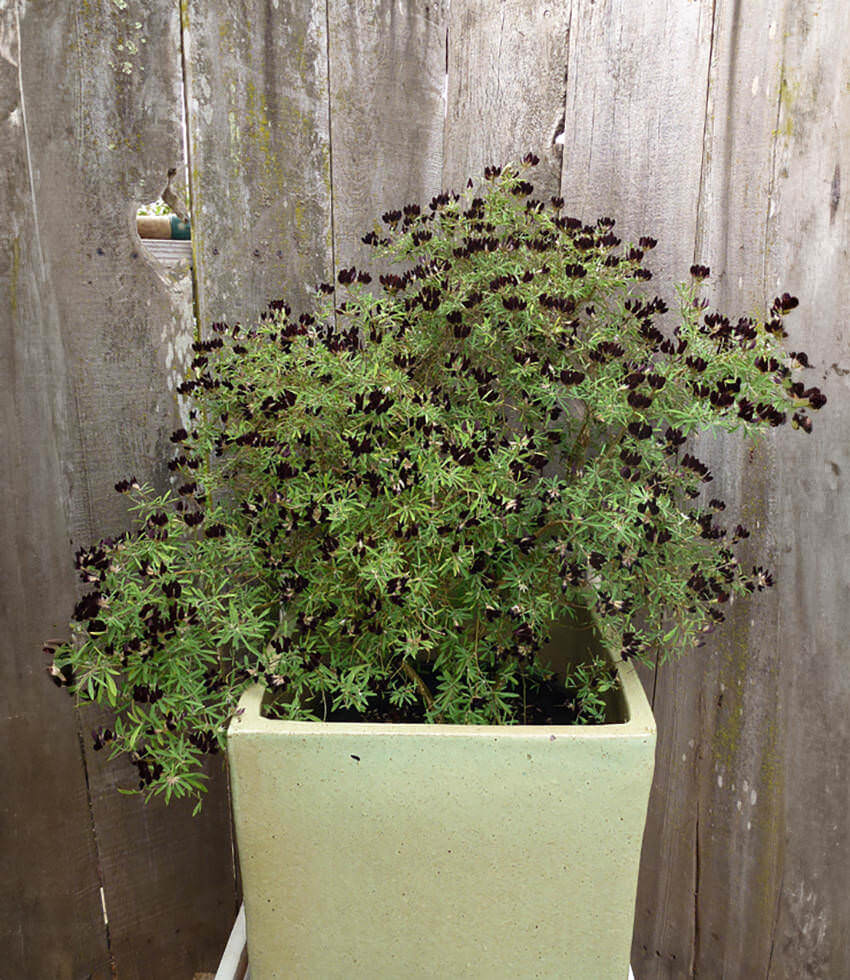 Lotus jacobaeus, Black Lotus - Buy Online at Annies Annuals