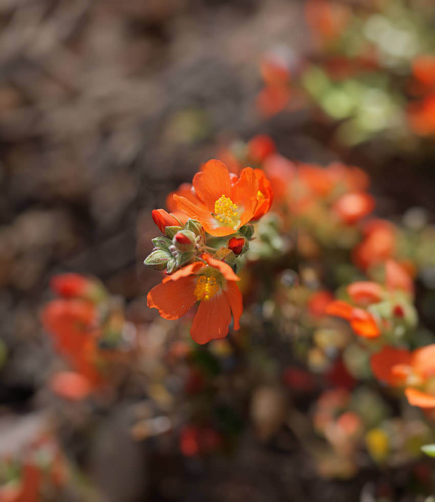 Sphaeralcea grossulariifolia, Gooseberryleaf Globemallow