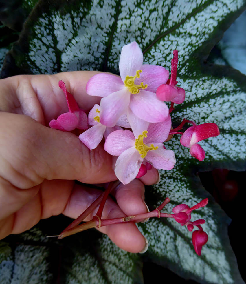 Begonia, Little Brother Montgomery - Buy Online at Annies Annuals