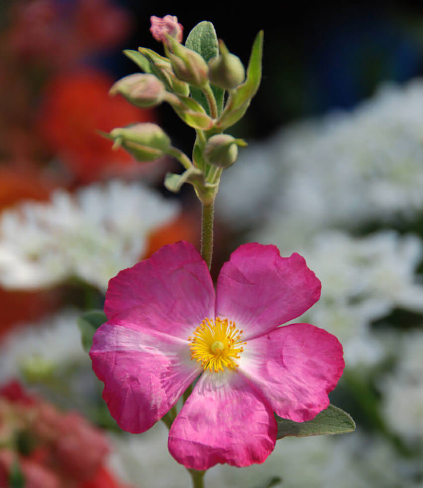 Cistus, Victor Reiter - Buy Online at Annies Annuals