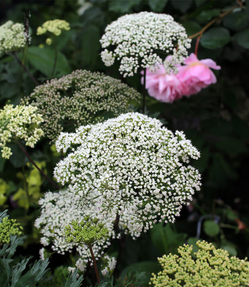 Cenolophium denudatum, Baltic Parsley - Buy Online at Annies Annuals