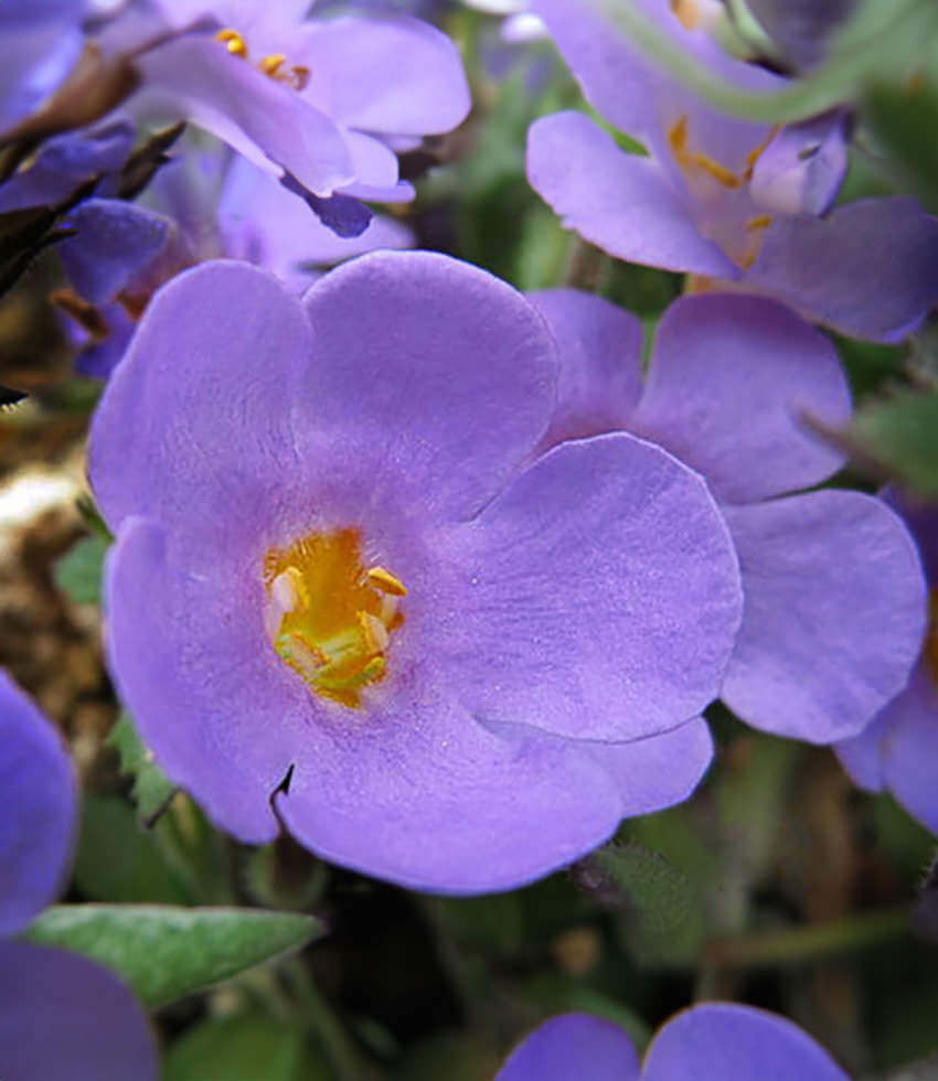 Sutera cordata, Blutopia Blue, Bacopa - Buy Online at Annies Annuals