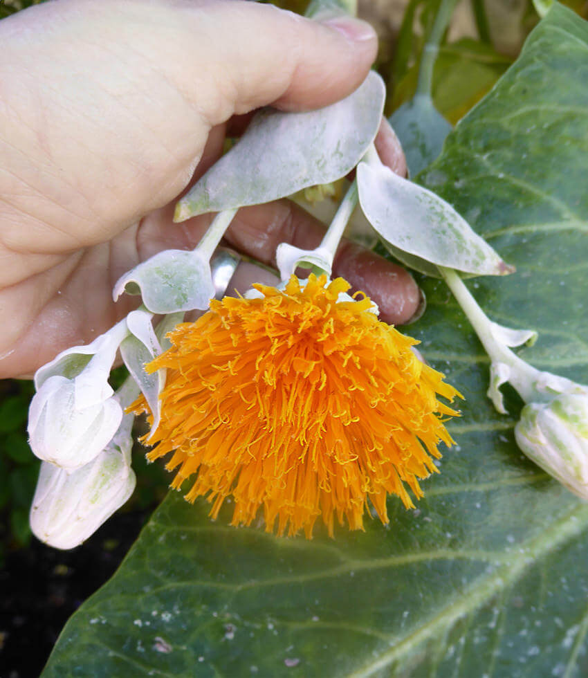 Dendroseris litoralis, Robinson Crusoe Cabbage Tree - Annies Annuals