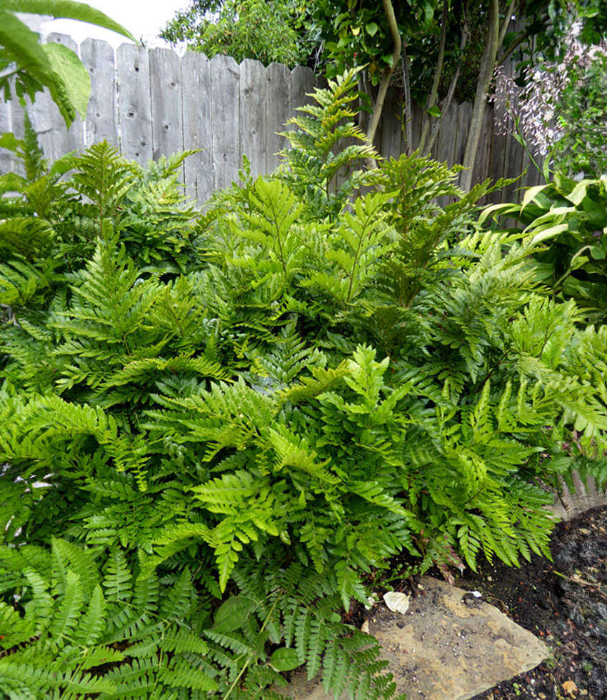 Fern, Leatherleaf Fern - Buy Online at Annies Annuals