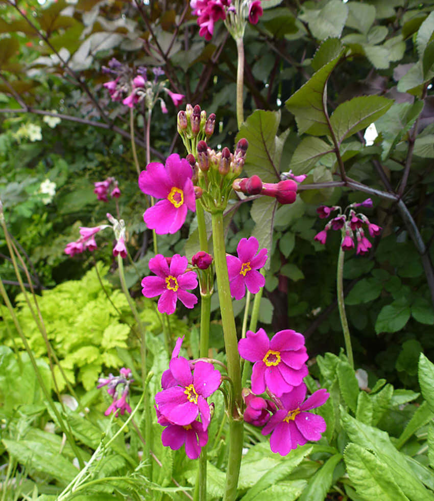 Primula poissonii - Buy Online at Annies Annuals