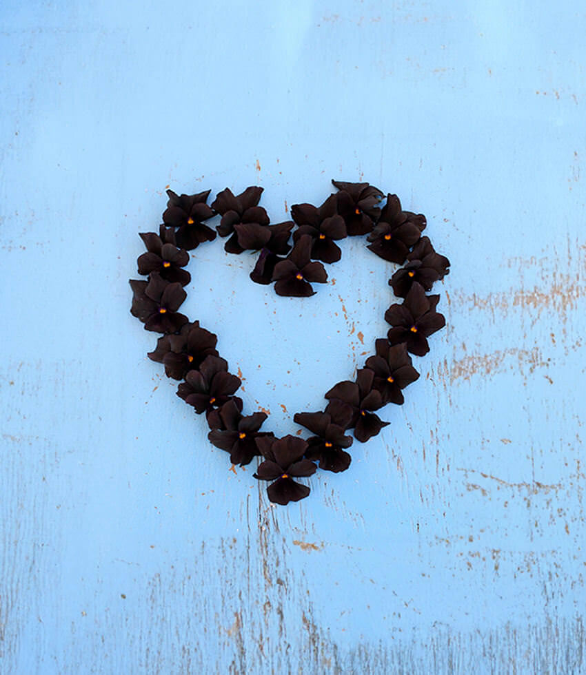 Viola, Molly Sanderson - Buy Online at Annies Annuals