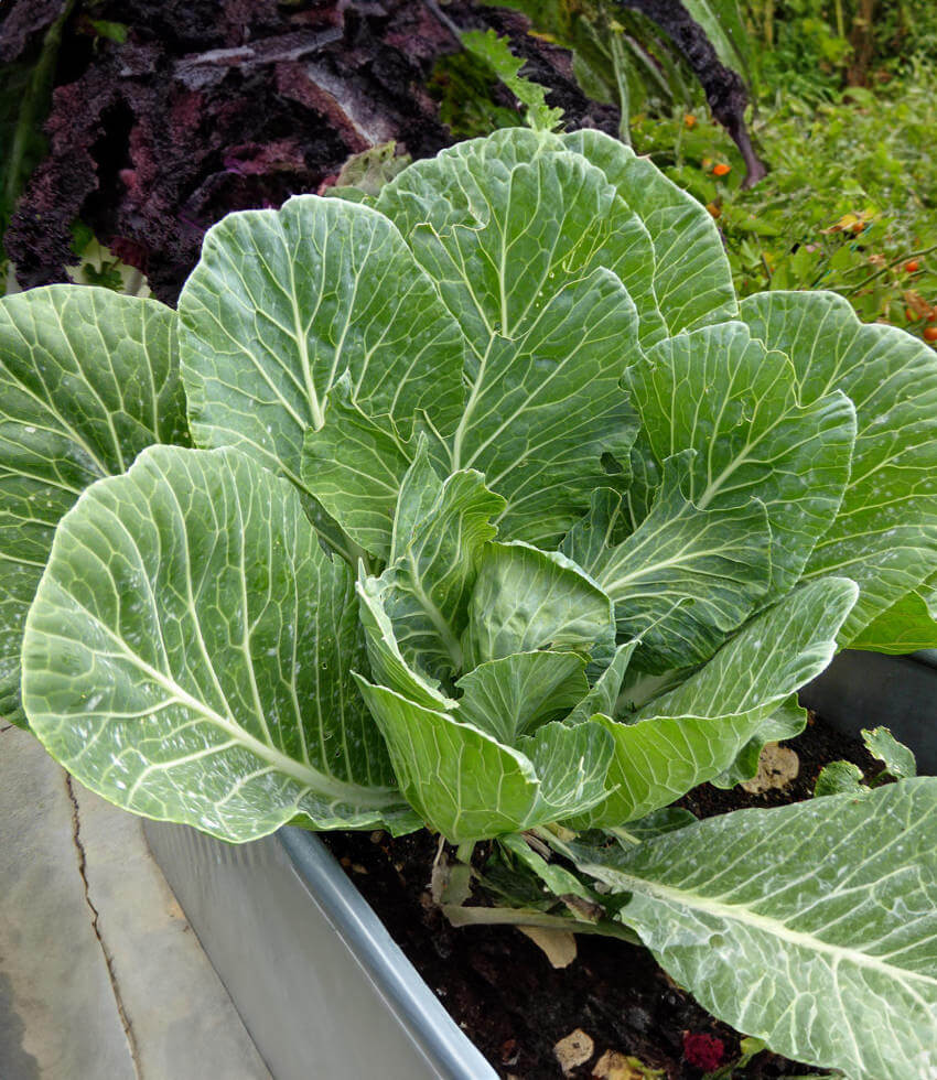 Collard Greens: 6-pack, Vates Champion - Buy Online at Annies Annuals