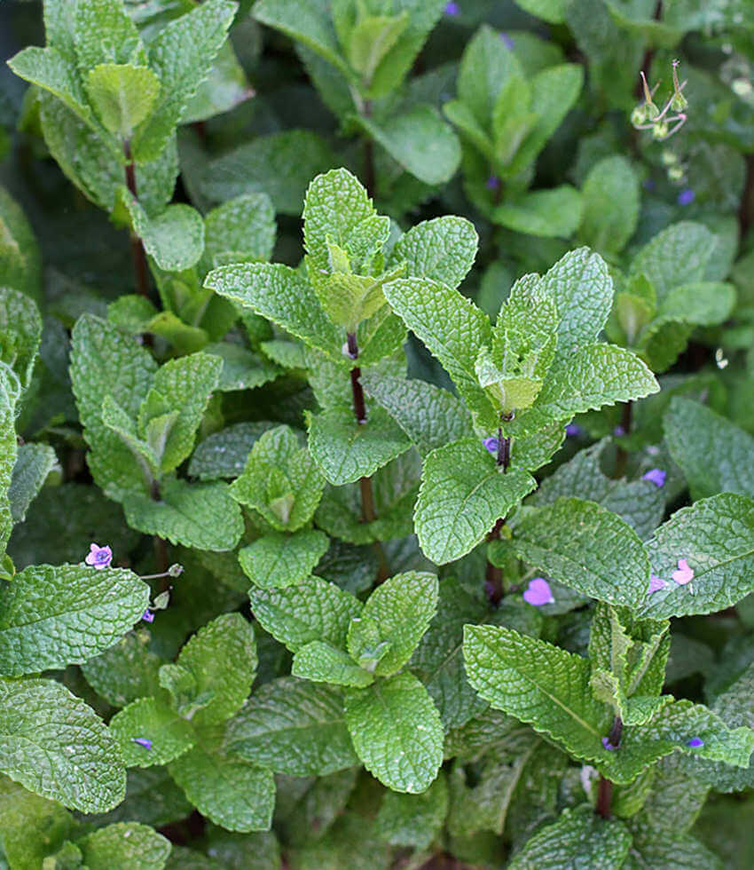 Mint 'Spearmint', Spearmint - Buy Online at Annies Annuals