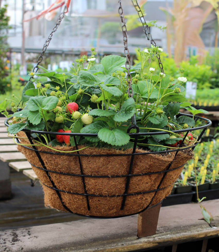 Fragaria x ananassa, Elan, Strawberry - Buy Online at Annies Annuals