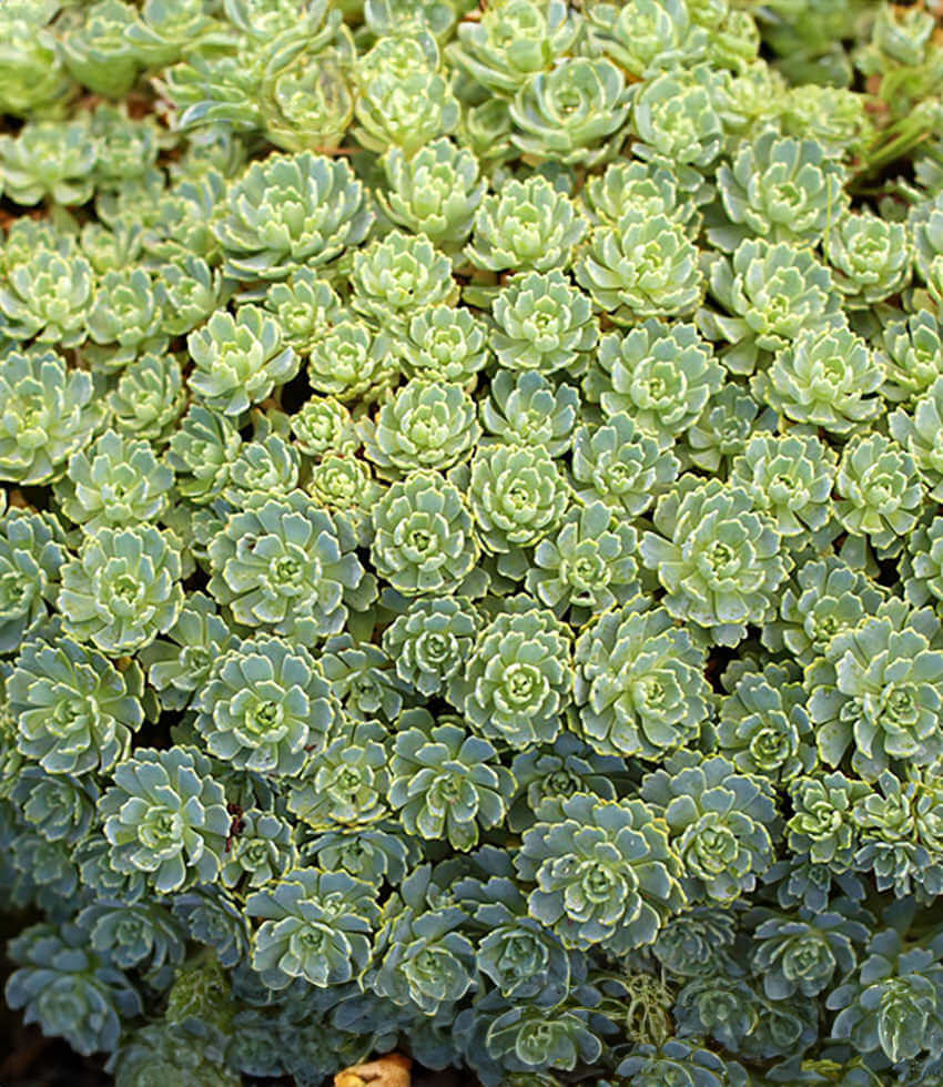 Sedum pachyclados, Gray Stonecrop - Buy Online at Annies Annuals