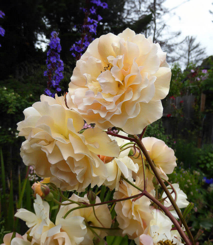 Rosa, Buff Beauty, Shrub Rose - Buy Online at Annies Annuals