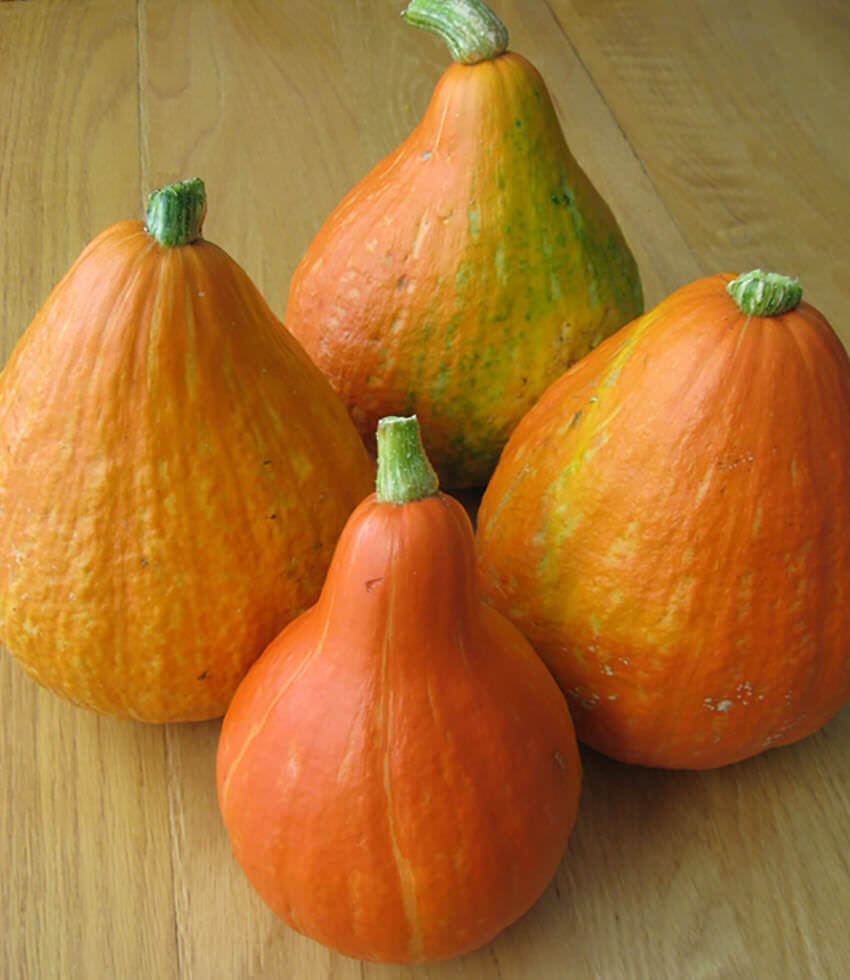 Squash, Potimarron, Winter Squash - Buy Online at Annies Annuals