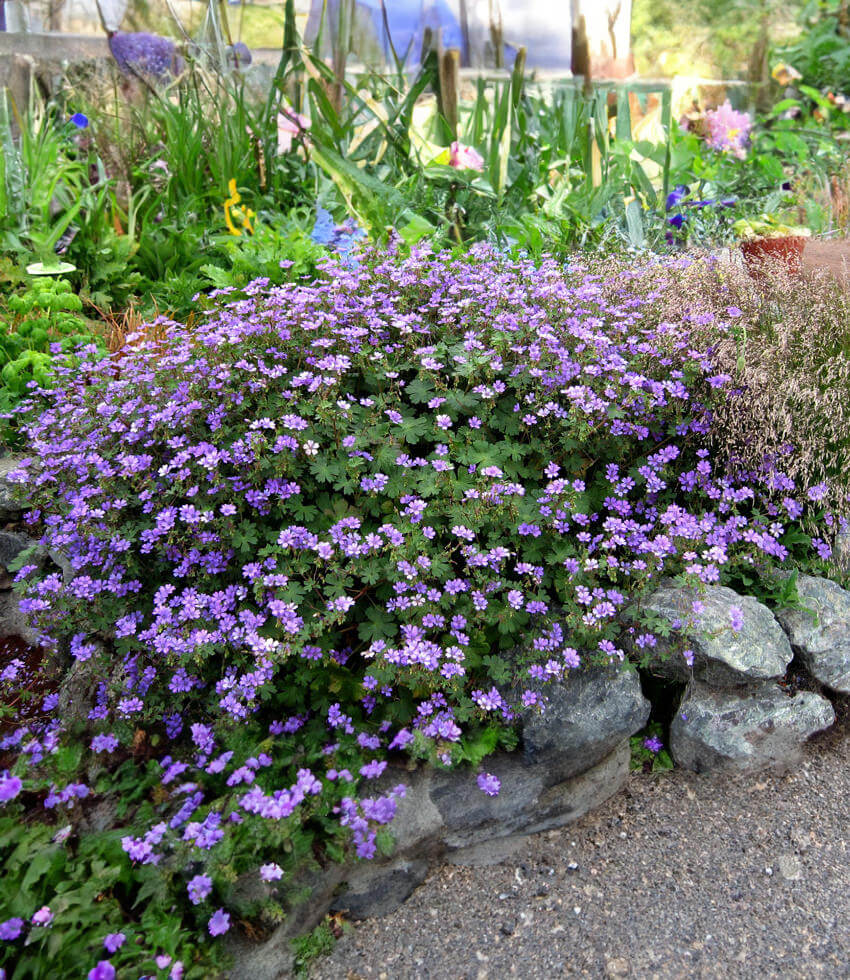 Geranium pyrenaicum, Bill Wallis - Buy Online at Annies Annuals