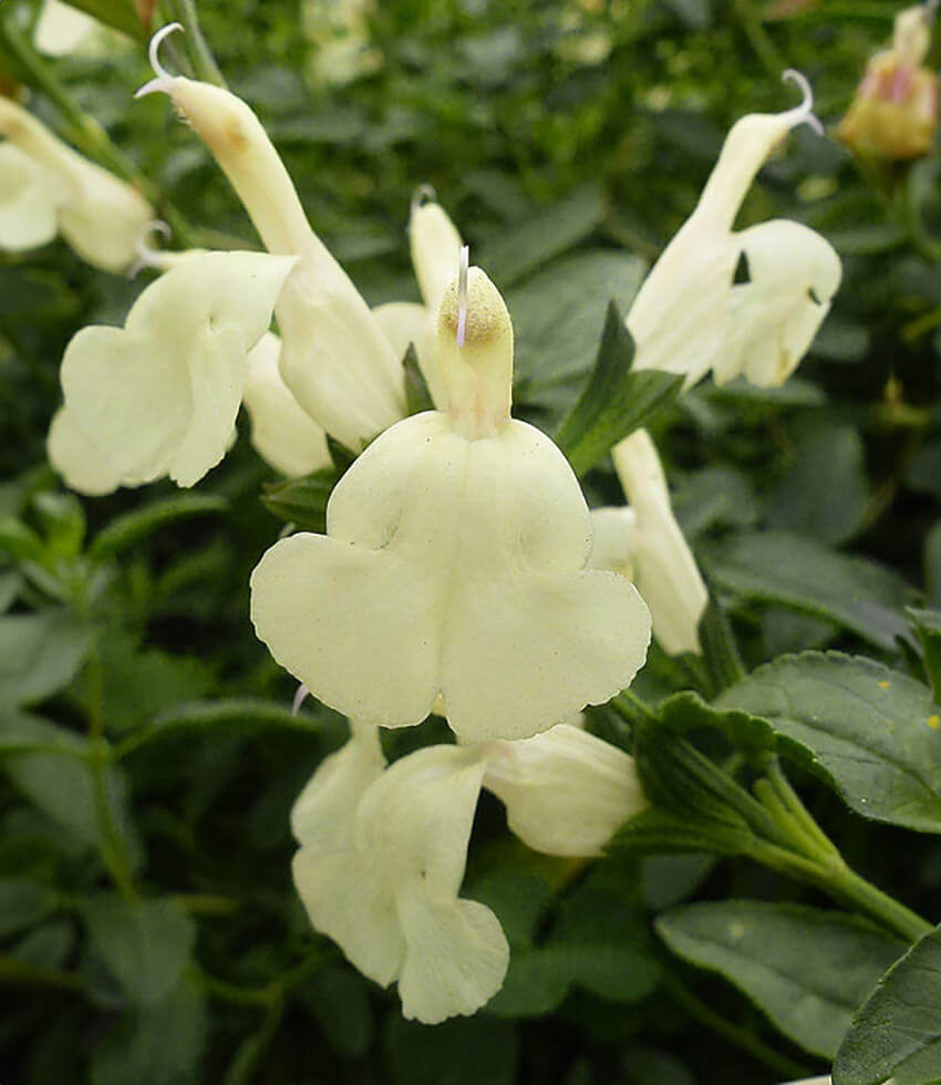 Salvia x jamensis, Primrose Pearl - Buy Online at Annies Annuals