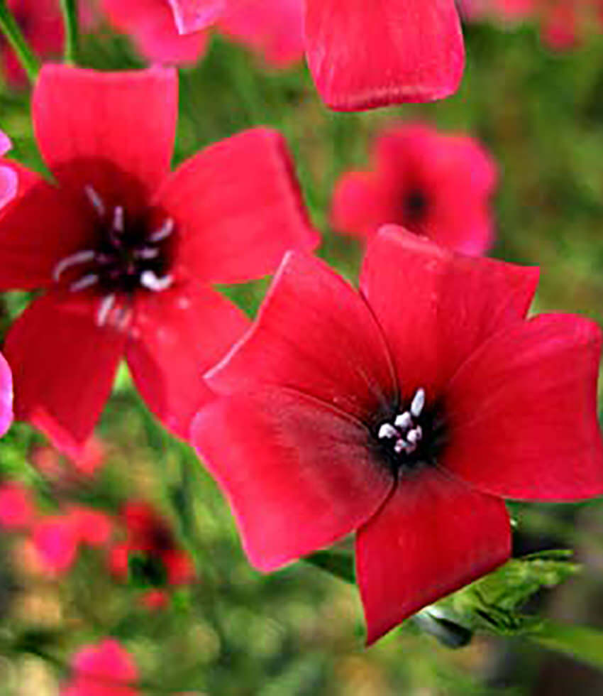 Viscaria oculata, Tall Red, German Catchfly - Annies Annuals