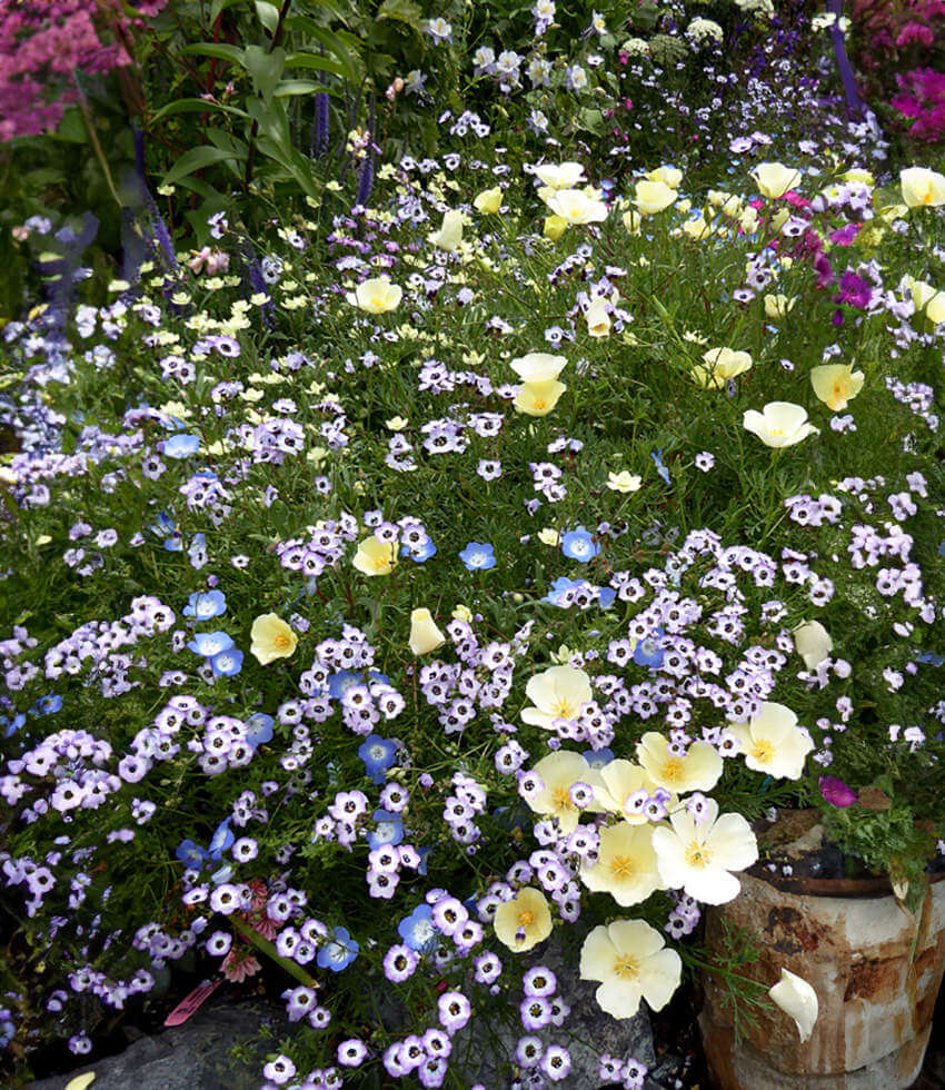 Gilia tricolor, Bird's Eyes - Buy Online at Annies Annuals