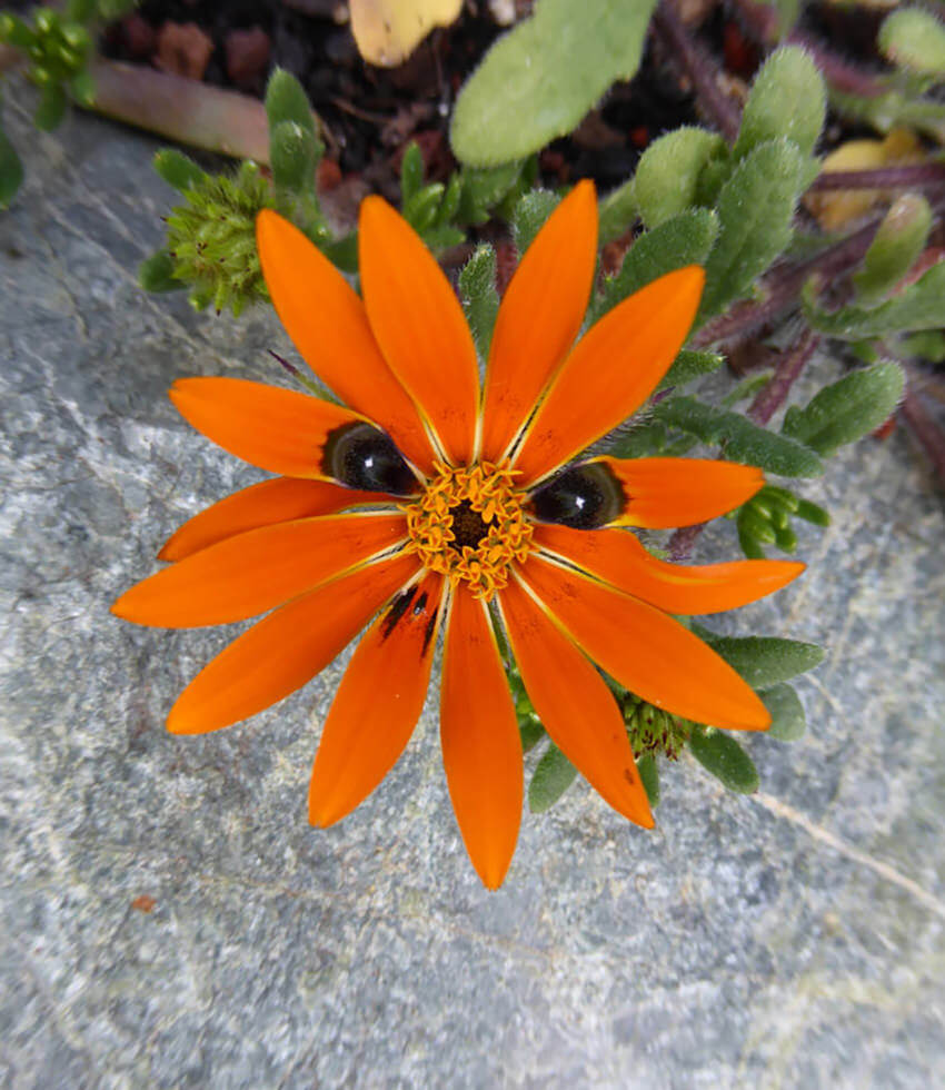 Gorteria diffusa, Beetle Daisy - Buy Online at Annies Annuals