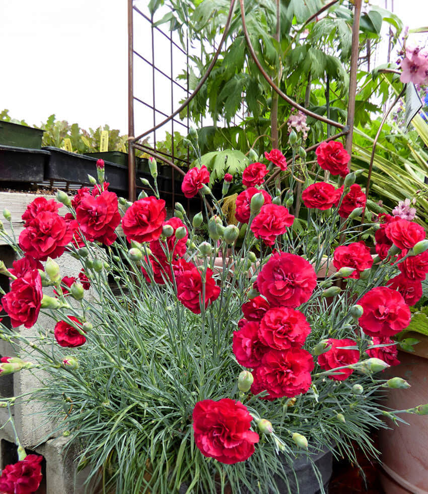 Dianthus, Ruby's Tuesday - Buy Online at Annies Annuals