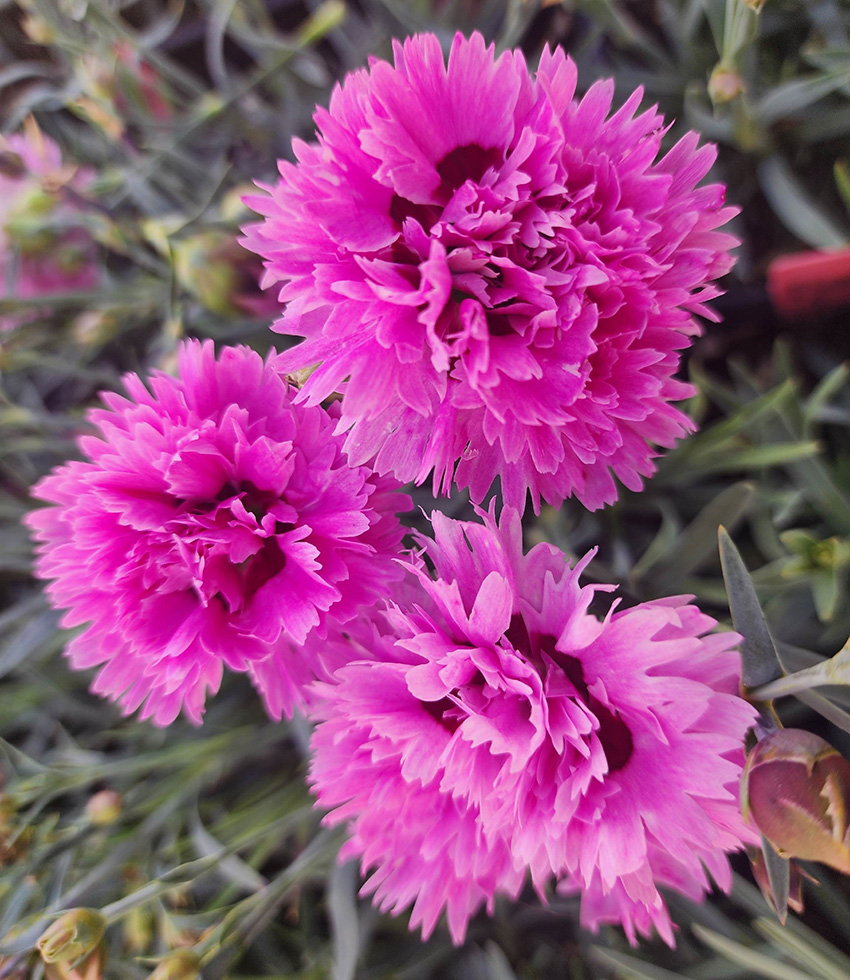Dianthus, Early Bird Fizzy - Buy Online at Annies Annuals