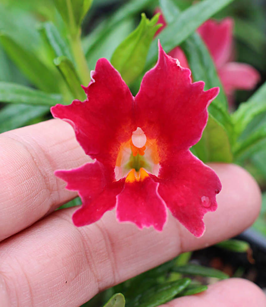 Mimulus, Jelly Bean Dark Pink, Sticky Monkey Flower - Annies Annuals