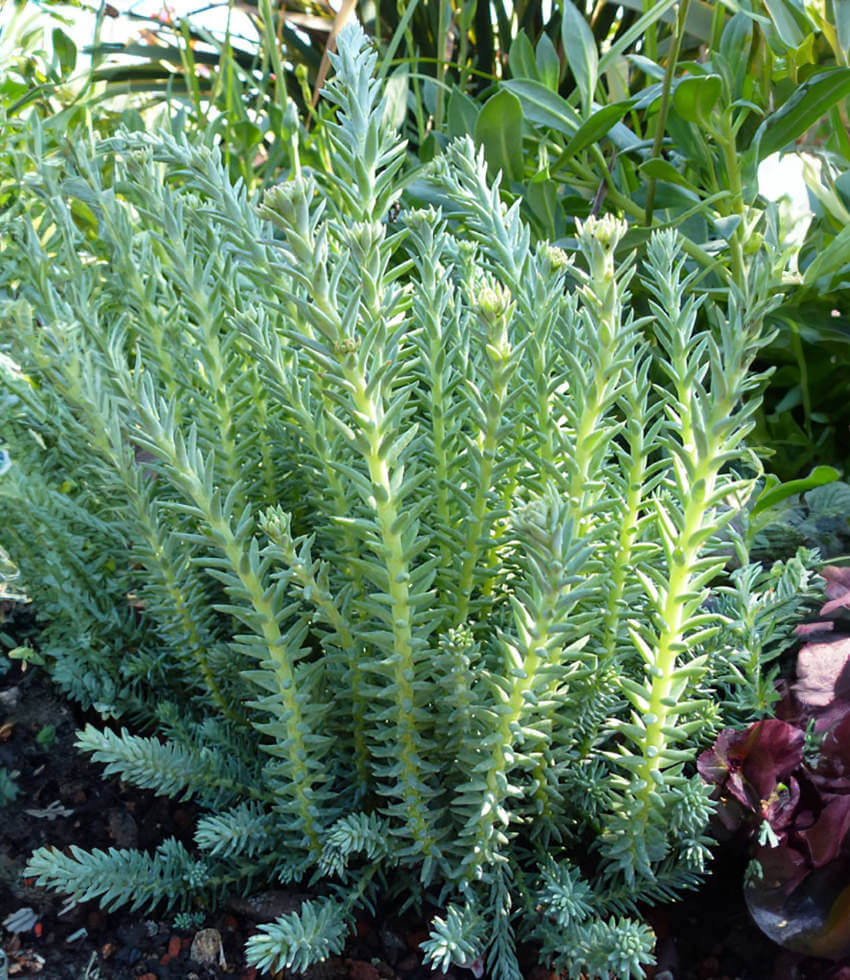Sedum reflexum, Blue Spruce Stonecrop - Buy Online at Annies Annuals