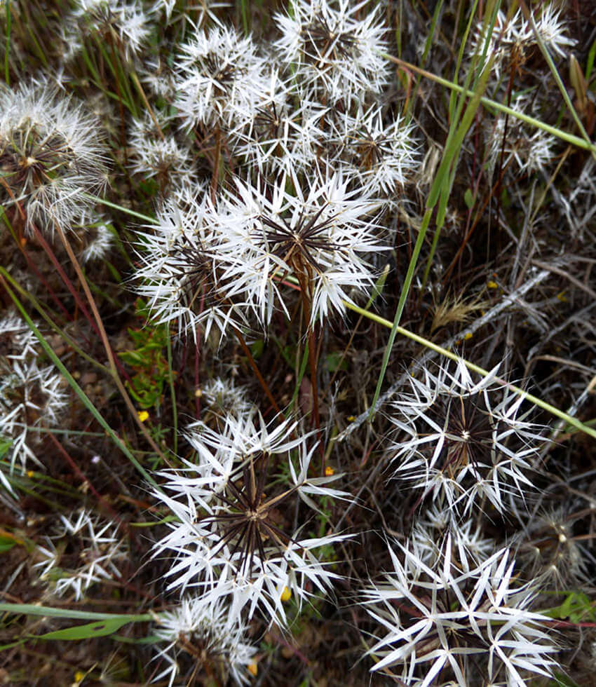 Uropappus lindleyi, Silver Puffs - Buy Online at Annies Annuals