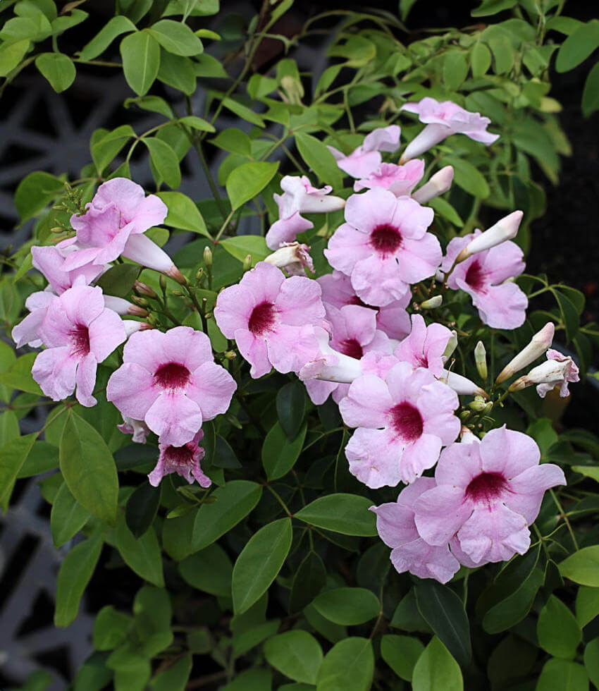 Pandorea jasminoides, Pink Supreme - Buy Online at Annies Annuals