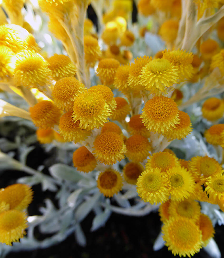 Chrysocephalum apiculatum, Silver Sunburst - Annies Annuals