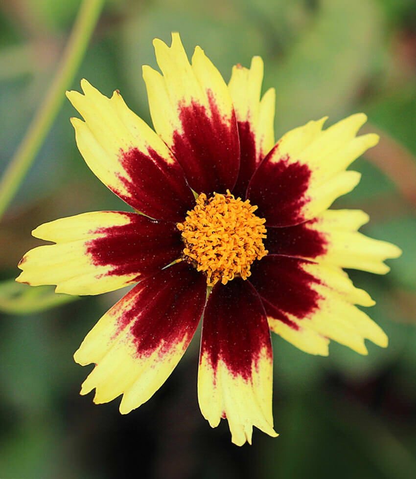Coreopsis, Cosmic Eye, Tickseed - Buy Online at Annies Annuals