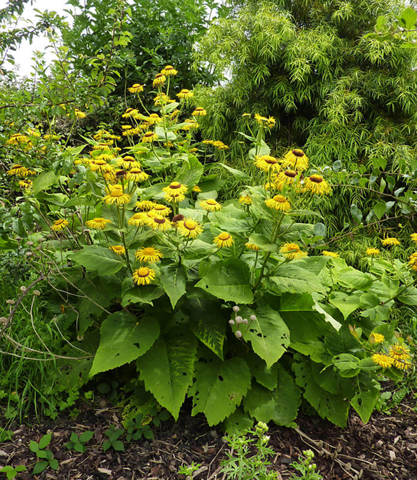 Inula magnifica, Elecampane - Buy Online at Annies Annuals