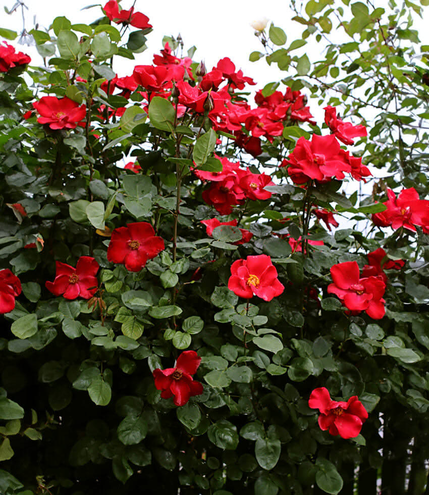 Rosa, Altissimo, Climbing Rose - Buy Online at Annies Annuals