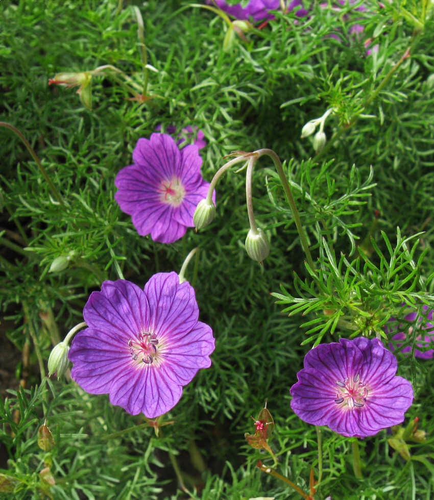 Geranium incanum, Geranium - Buy Online at Annies Annuals