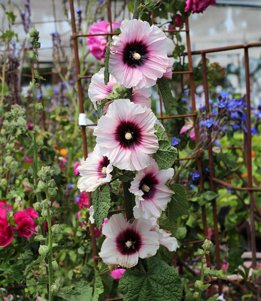 Hollyhock, Halo Candy - Buy Online at Annies Annuals