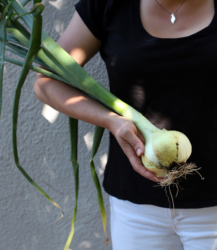 Onion: 6-pack, Walla Walla - Buy Online at Annies Annuals