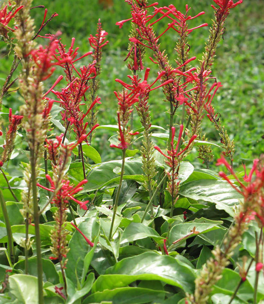 Thyrsacanthus tubaeformis, Firespike - Buy Online at Annies Annuals