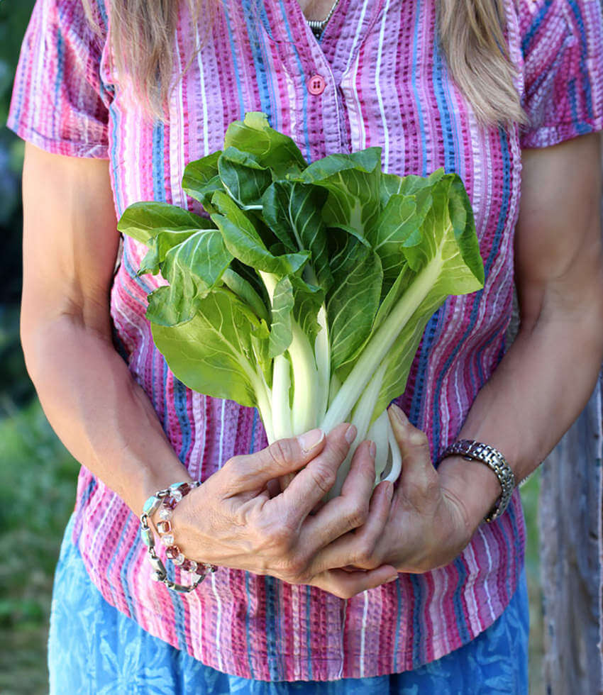 Pac Choi: 6-pack, Win Win - Buy Online at Annies Annuals