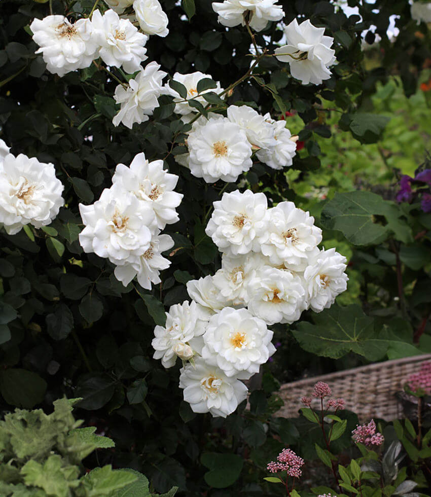 Rosa, Lace Cascade, Climbing Rose - Buy Online at Annies Annuals