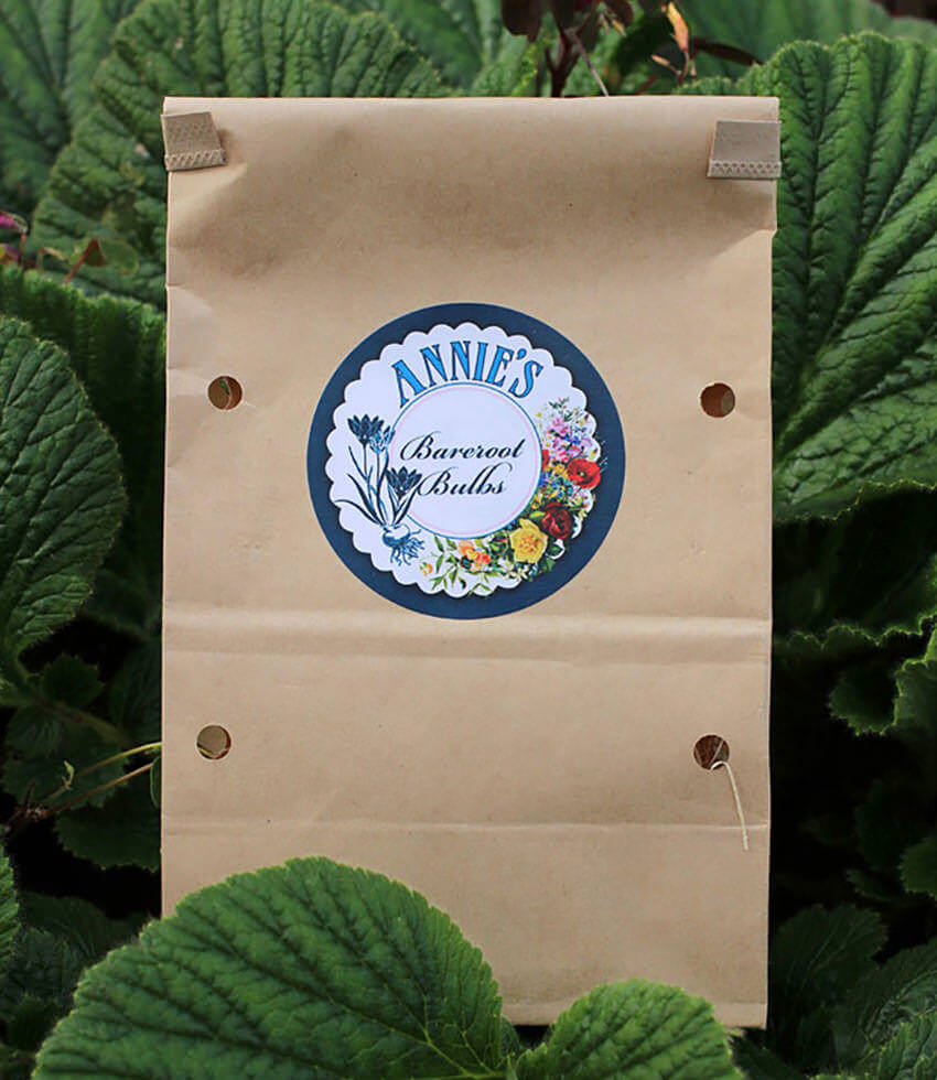 Dichelostemma ida-maia x multiflorum, Pink Diamond - Annies Annuals