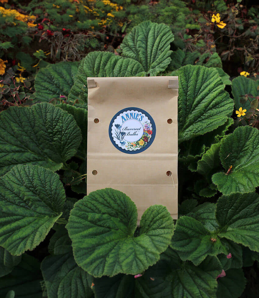 NARCISSUS, BRITISH GAMBLE - Buy Online at Annies Annuals