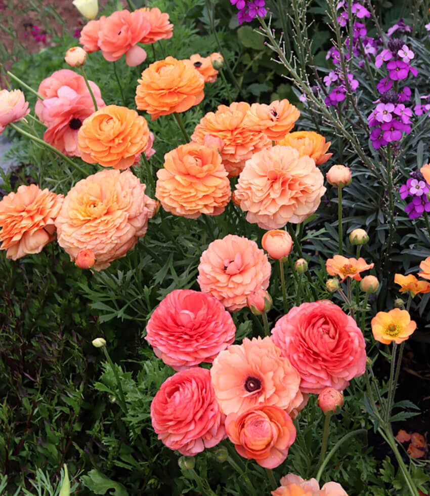RANUNCULUS, LaBelle Champagne - Buy Online at Annies Annuals