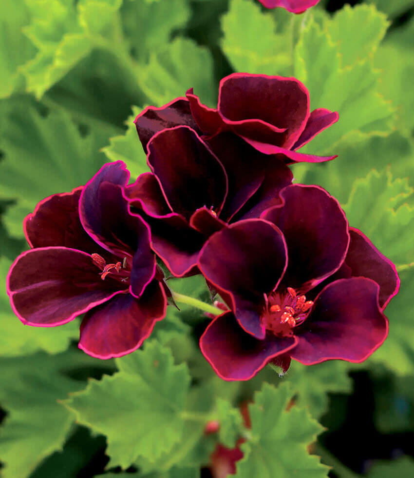 Pelargonium, Lord Bute - Buy Online at Annies Annuals