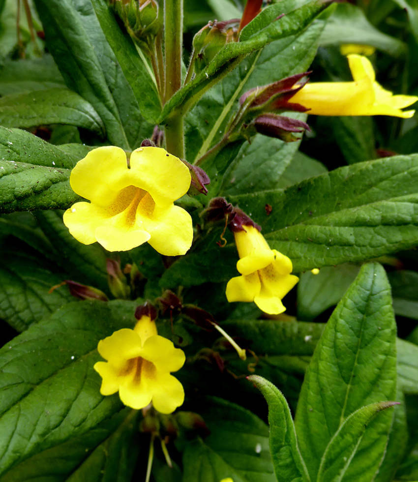 Mimulus fruticosus - Buy Online at Annies Annuals