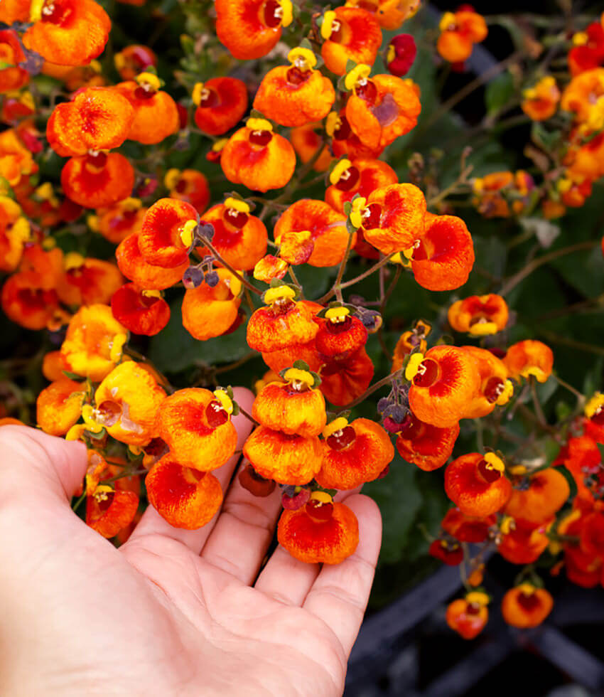 Calceolaria hybrida, Sunset Orange Bicolour - Annies Annuals