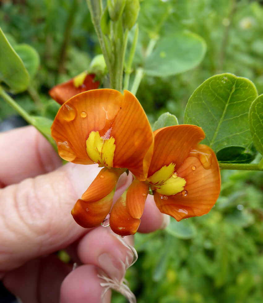 Colutea x media - Buy Online at Annies Annuals